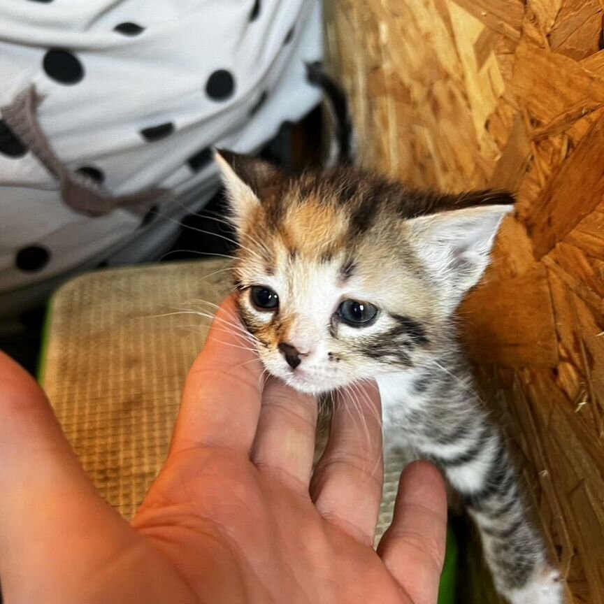 Котёнок в добрые руки