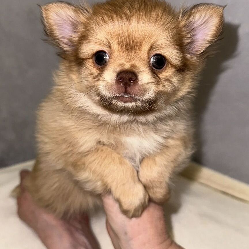 Чихуахуа мальчик