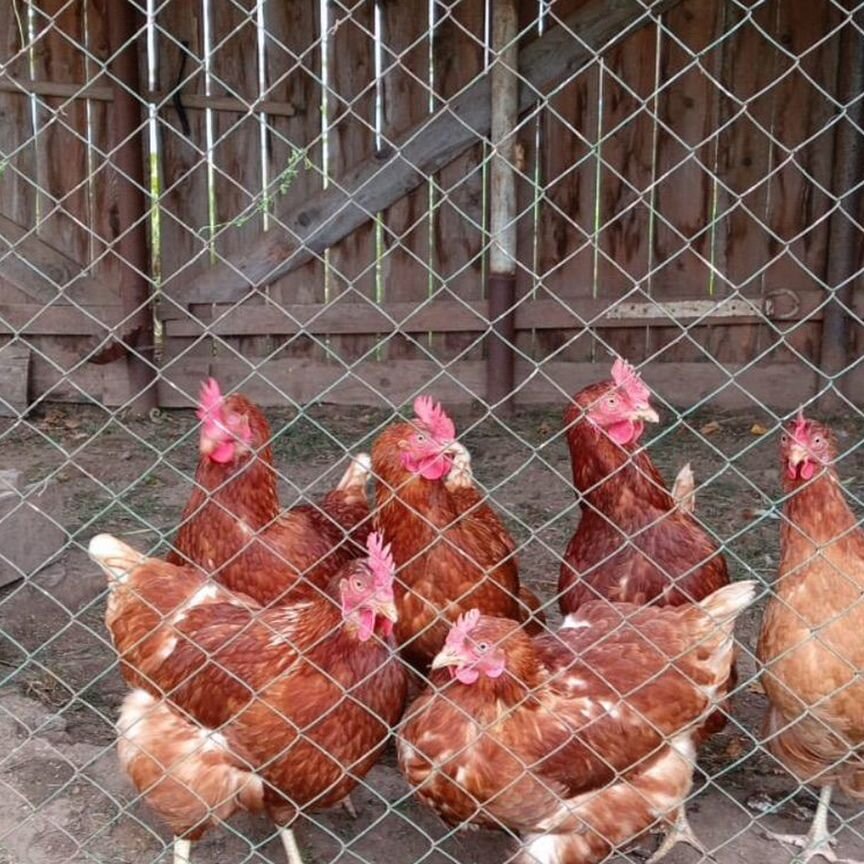 Куры несушки продам