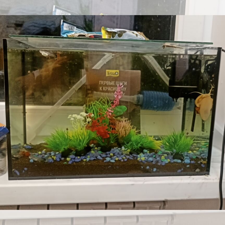 Аквариум 20 литров с рыбками и улиткой