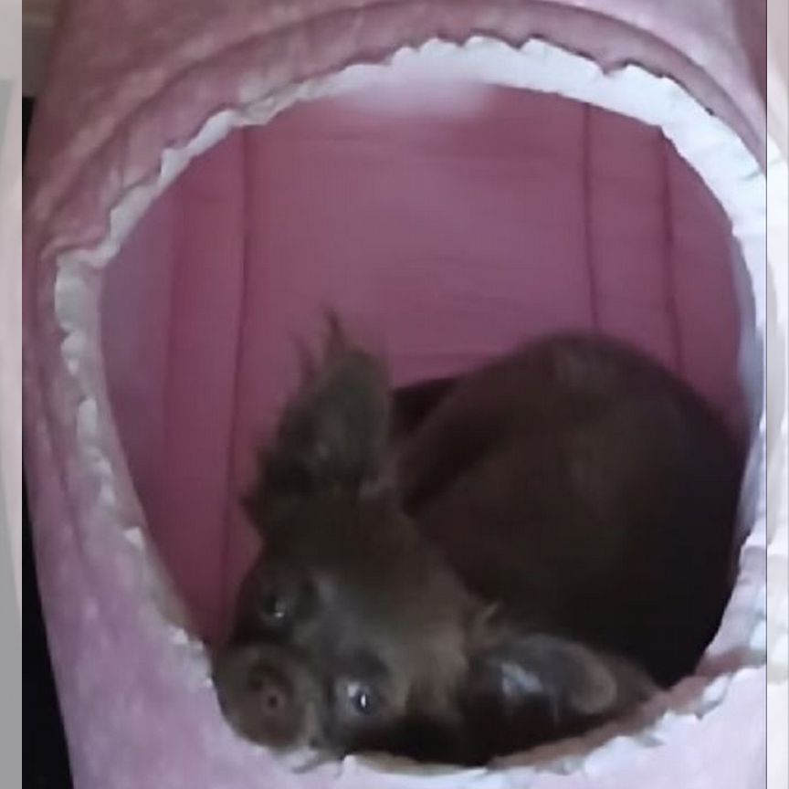 Чихуахуа, щенок
