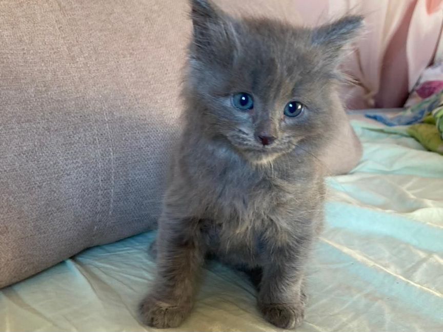 Котёнок 1,5 мес