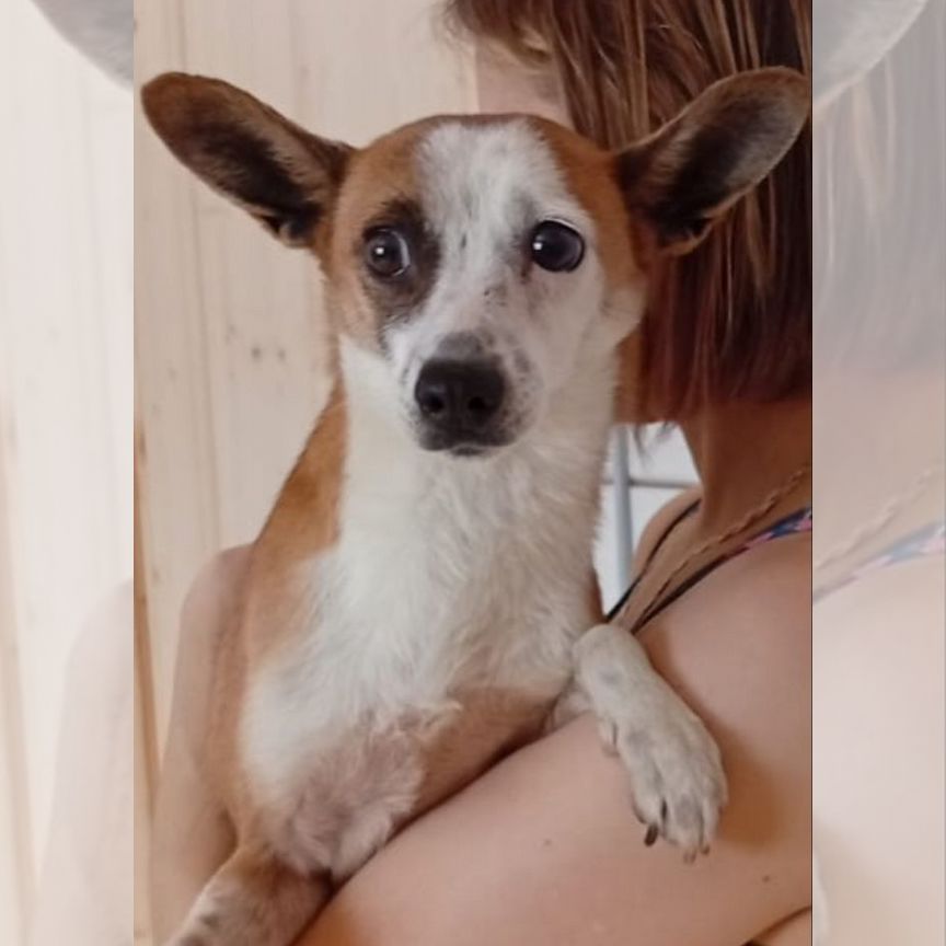 Взрослая собака в добрые руки