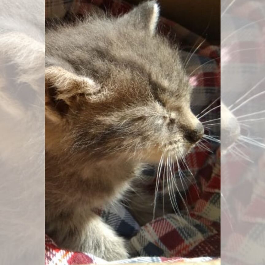 Котенок погибает