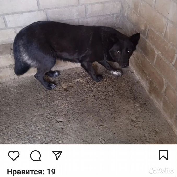 Бедная девочка спасена из отлова, ищет дом