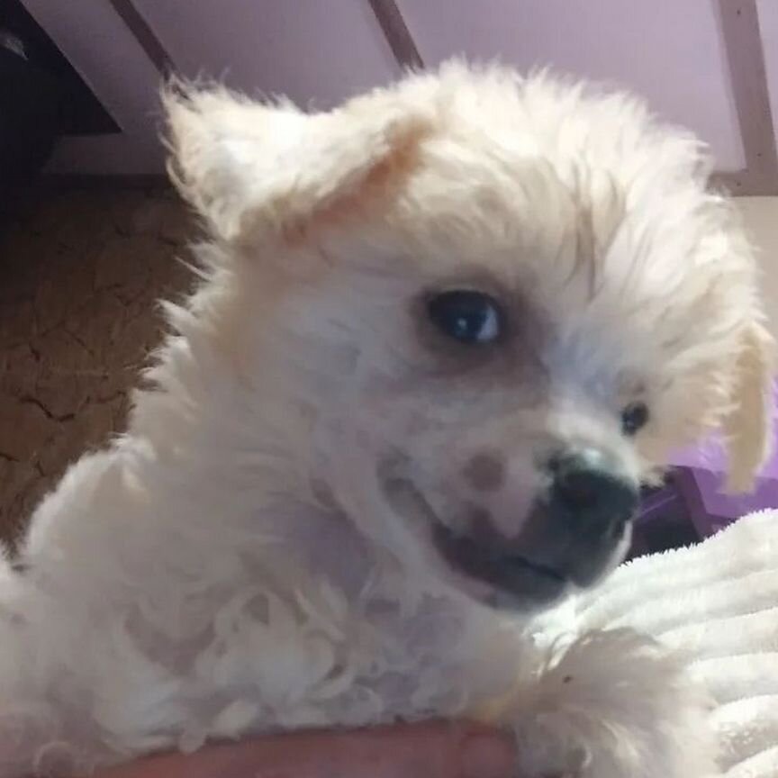 Китайская хохлатая, щенок