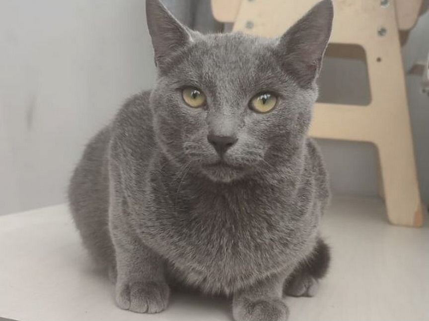 Котик ищет семью