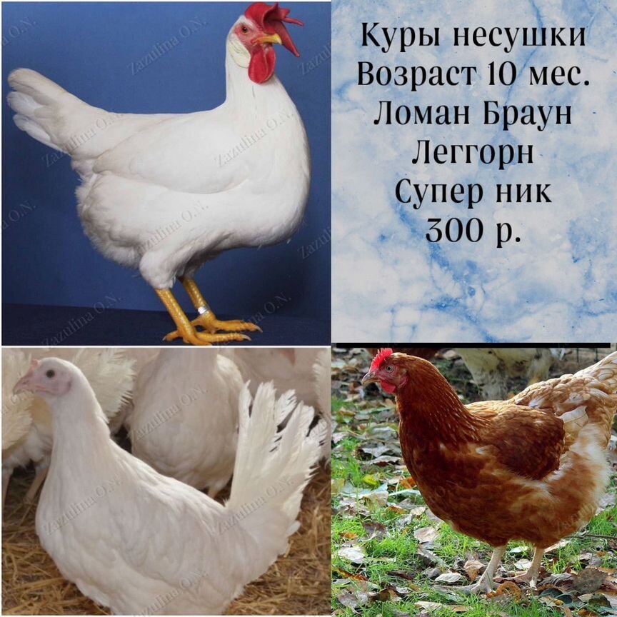 Куры несушки домашние