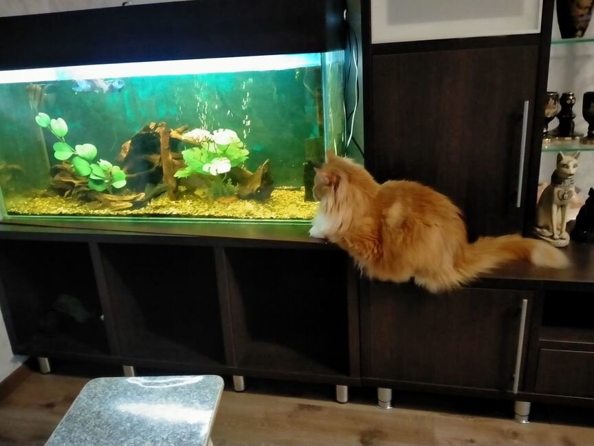 Аквариум с тумбой 300 литров