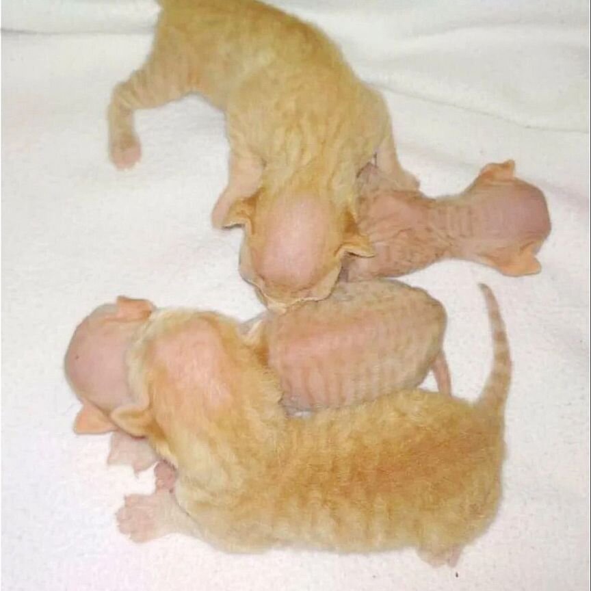 Котята золотой сфинкс