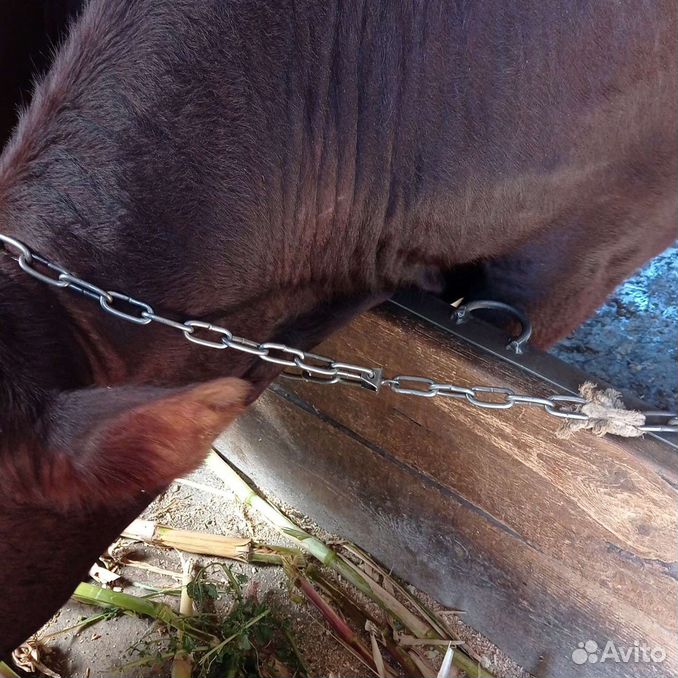 Быки на племя