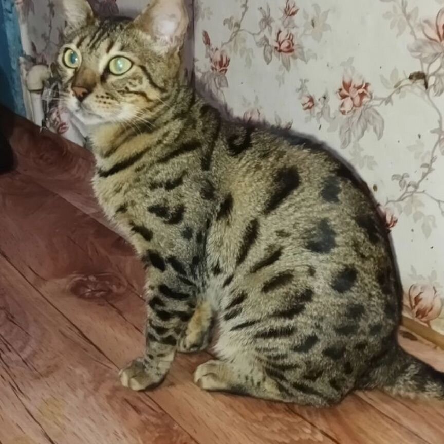 Бенгальская кошка в добрые руки