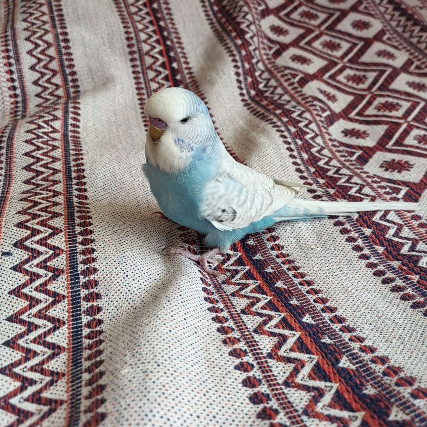 Попугай птенец чех самец