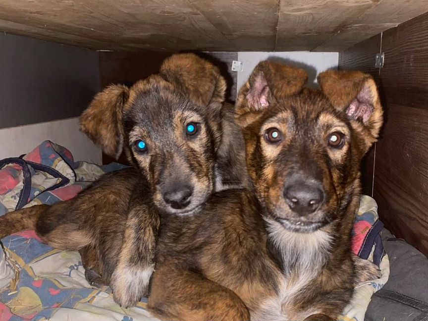 Братику и сестричке нужен дом и тепло