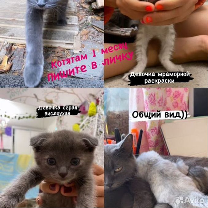 Котята и мама-кошка на пристрой)