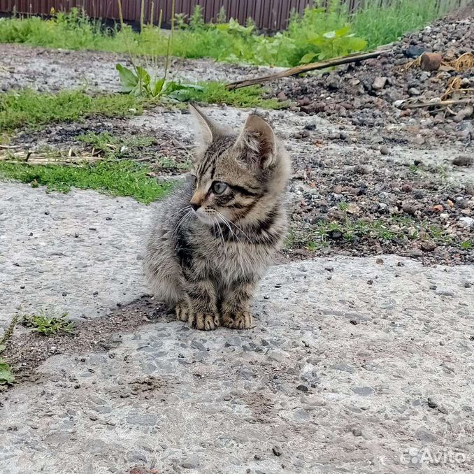 Котята в добрые руки мальчики двое