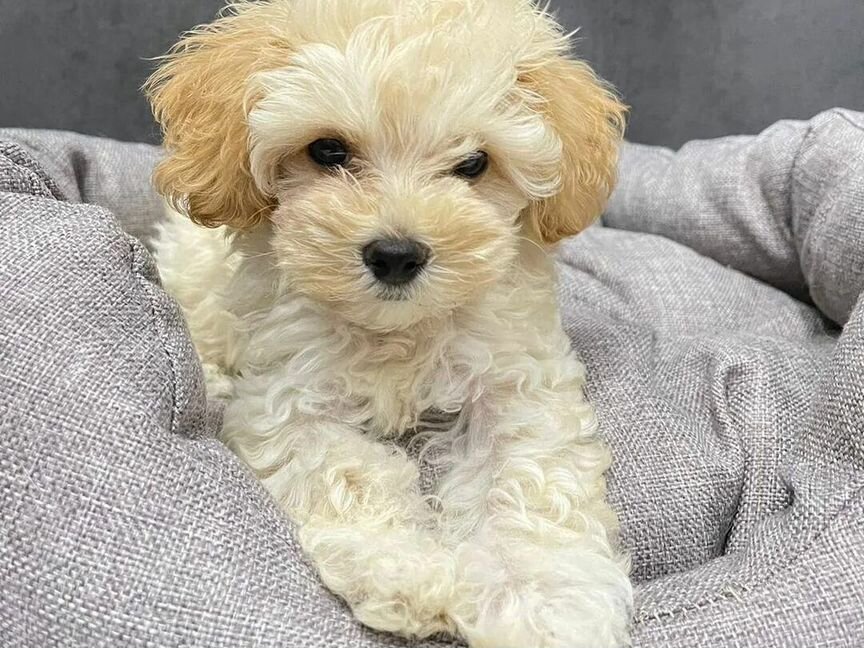 Мишки мальтипу ф1 мальчики (кремики)