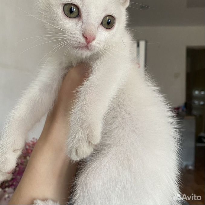 Котенок белый турецкой ангоры