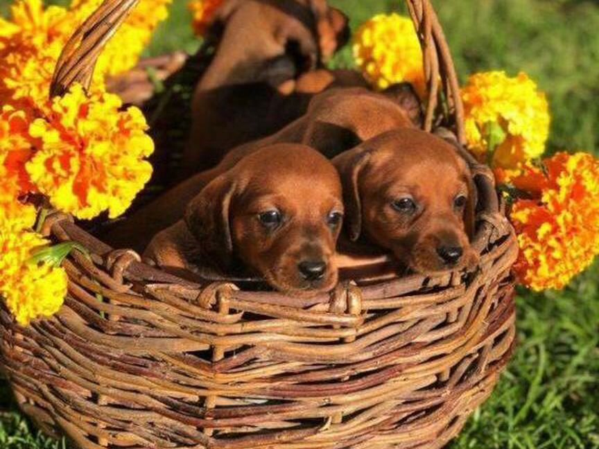 Щенки таксы