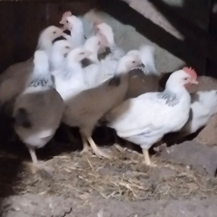 Продаю в сжатые сроки курочек молодок