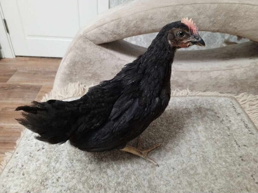 Продам цыплят курочек