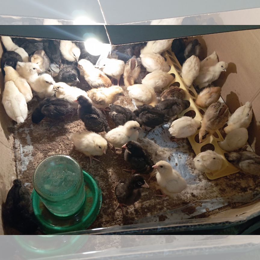 Продам цыплят