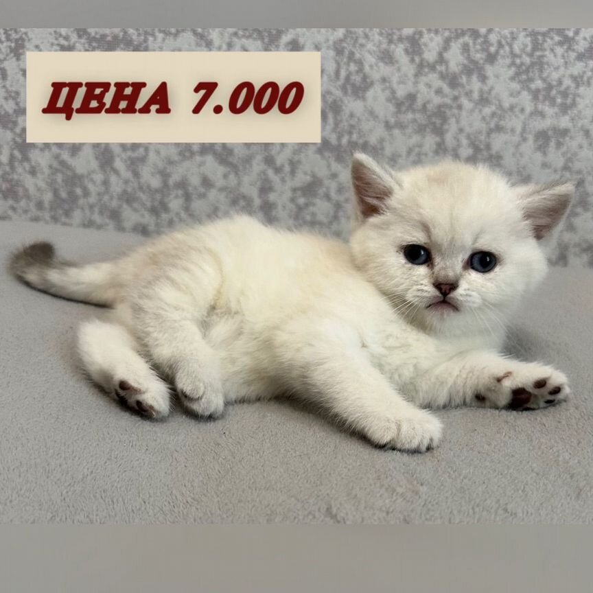 Британский короткошёрстный котёнок