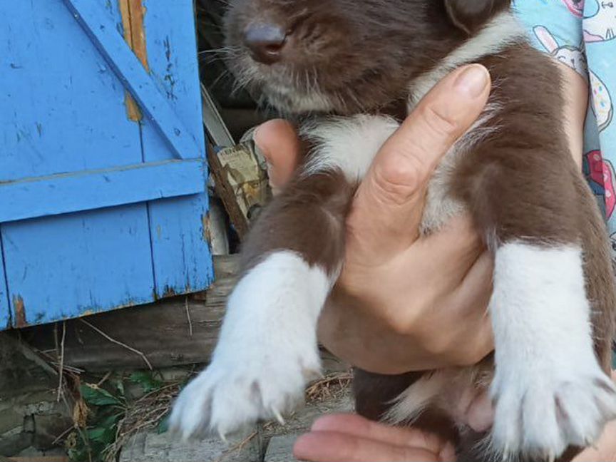 Собаки бесплатно в добрые руки