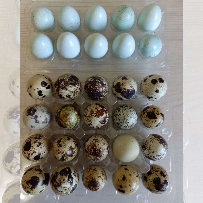 Инкубационное яйцо перепелов техасский и селадон