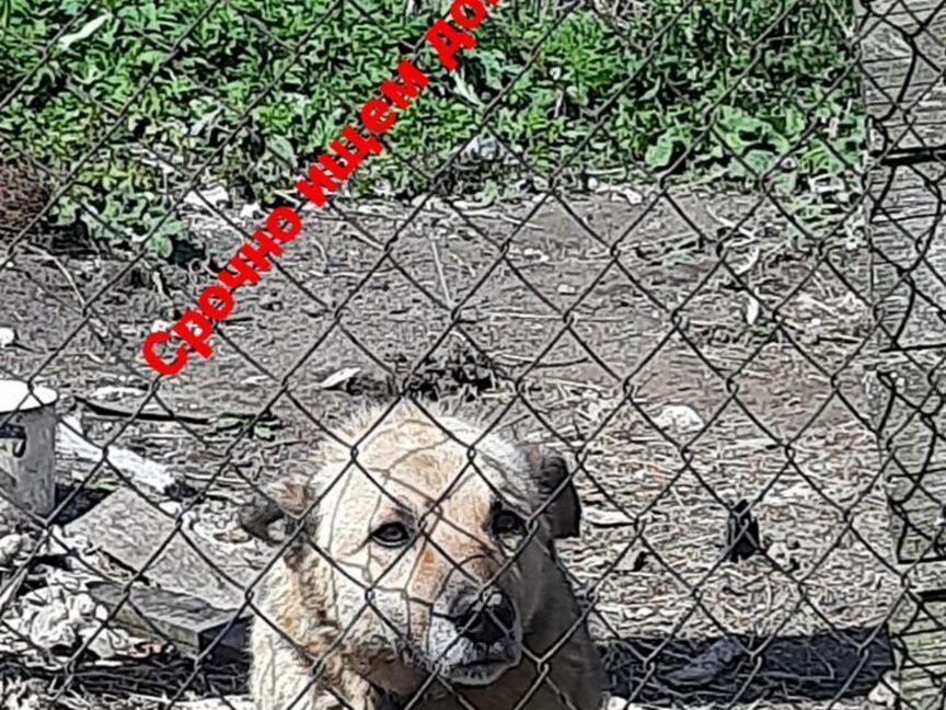 Его оставили без еды и воды.Собака