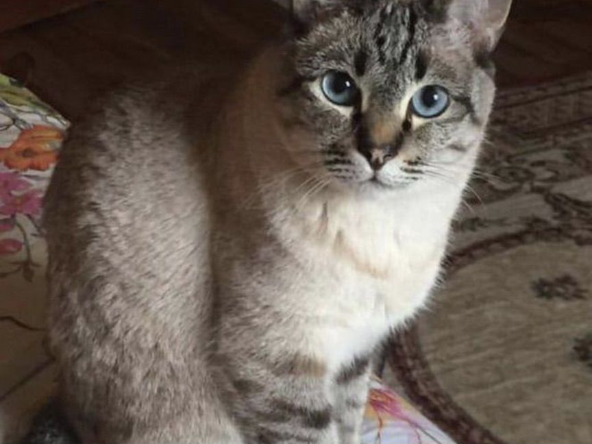 Кошка бобтейл