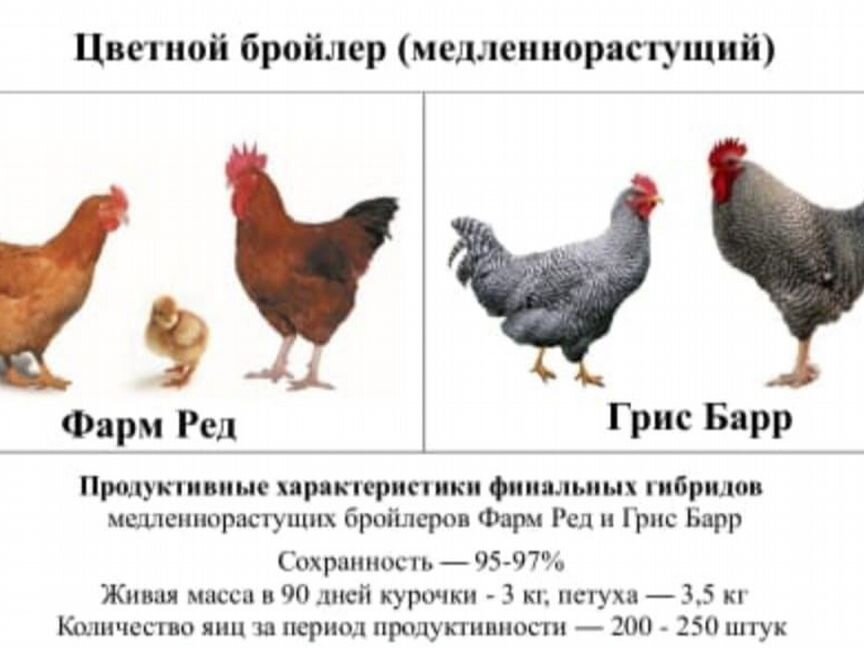 Суточный цветной бройлер
