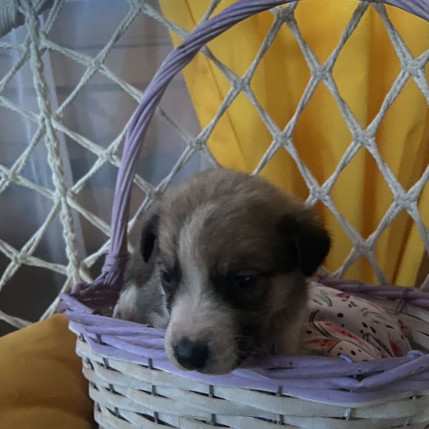 Щенок мелкой породы