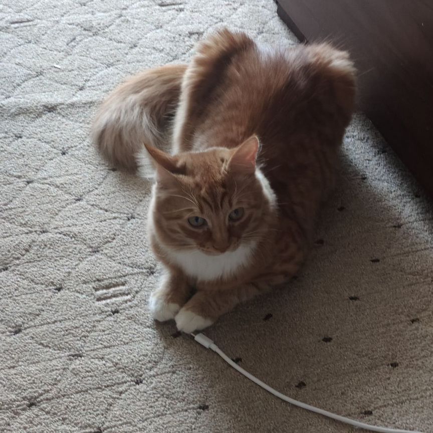 Котенок