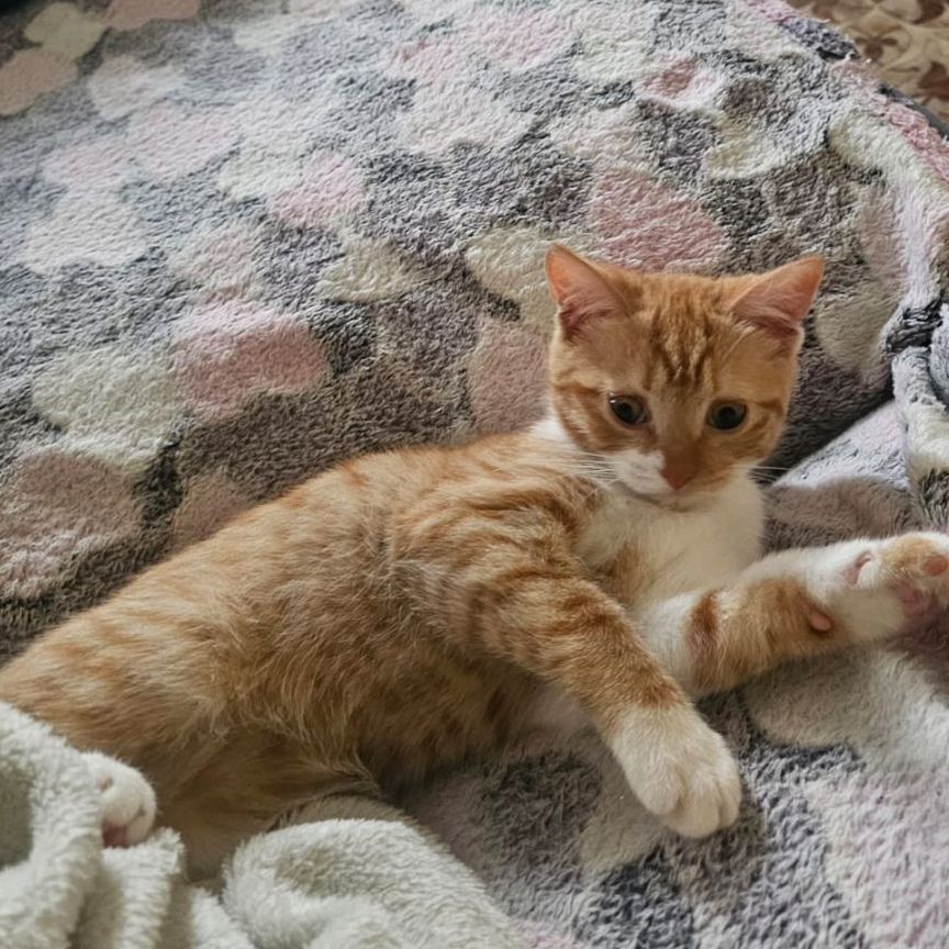 Отдам в добрые руки котенка
