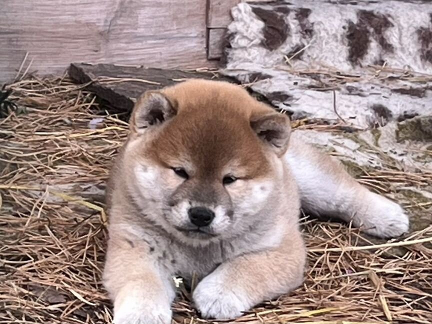 Шикарный мальчик сиба