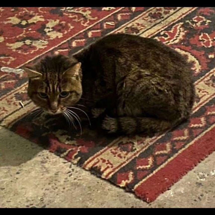 Котик в подъезде