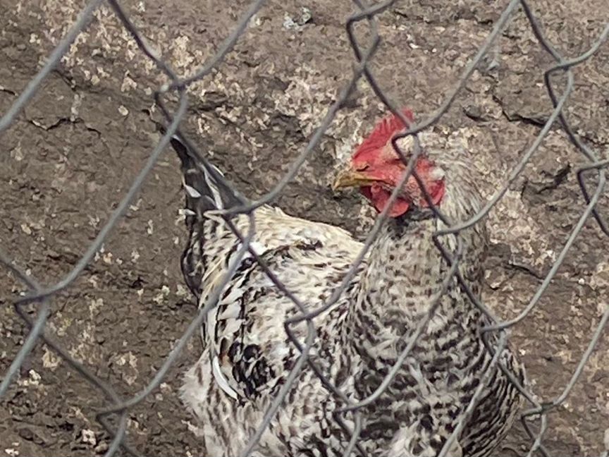 Молодые петухи