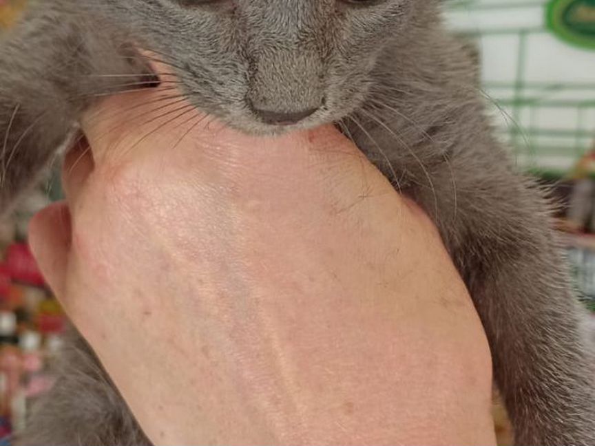Котята русская голубая в добрые руки