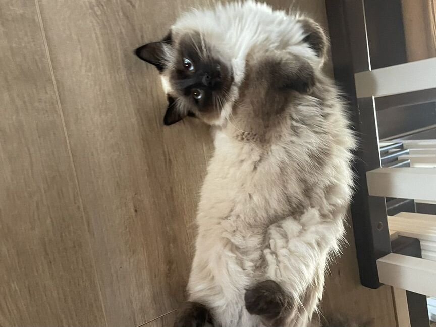 Котик приглашает кошечку на вязку