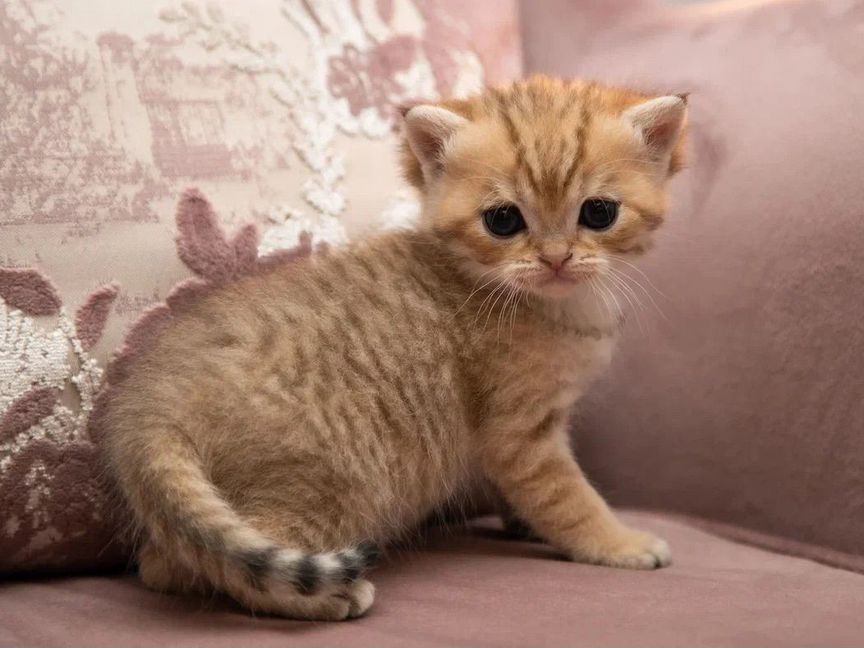 Британская золотая шиншилла