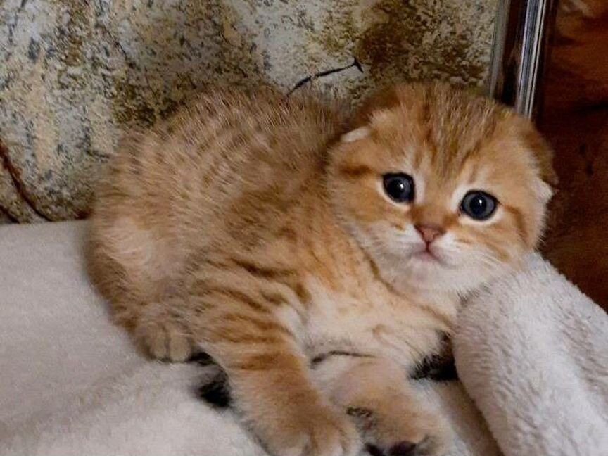 Золотые шиншиллы вислоухие и прямоухие