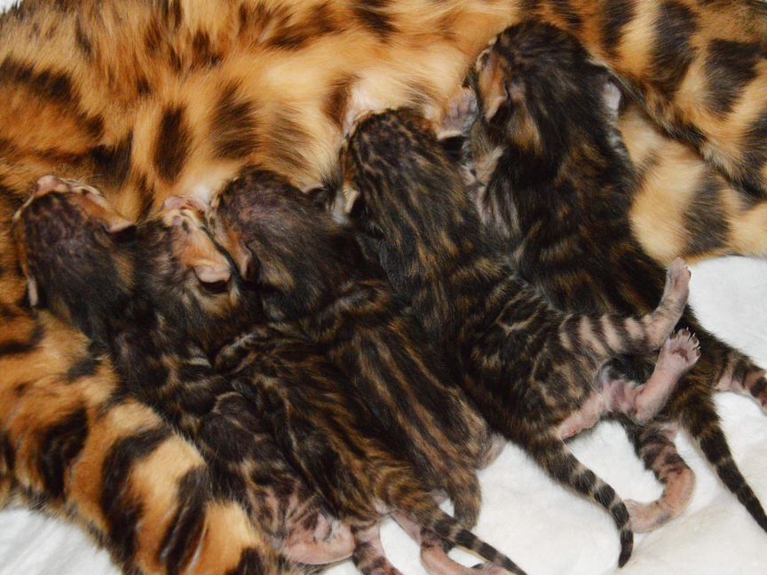 Бенгальские детки