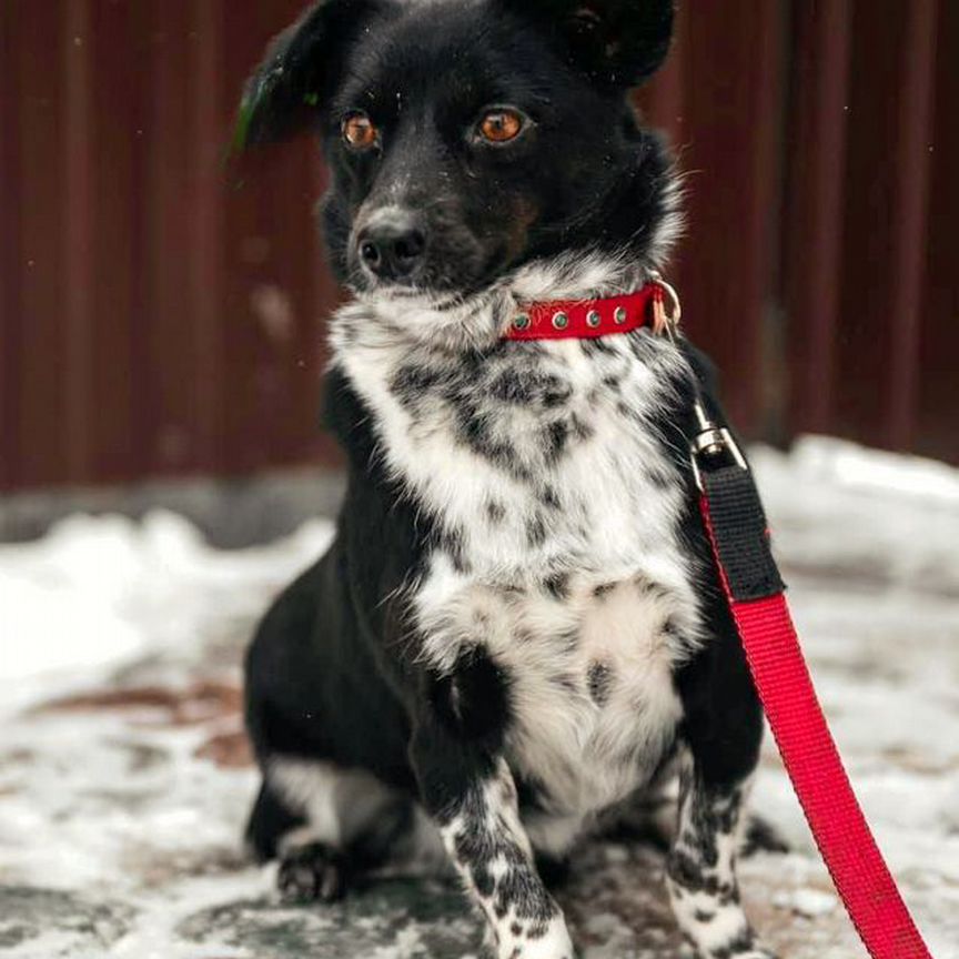 Милая Линда в добрые руки