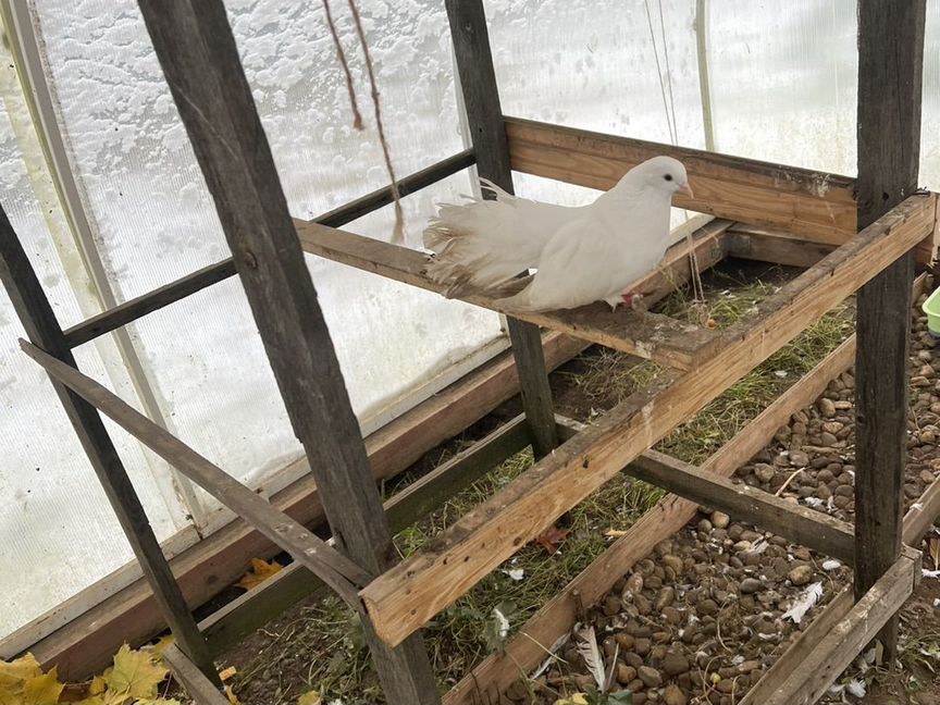 Куры карликовый кохинхин