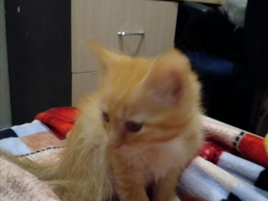 Кошка рыжая чють больше месяца