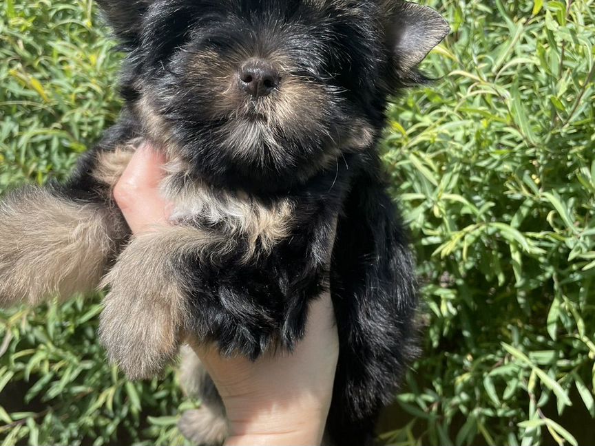 Черный йорк