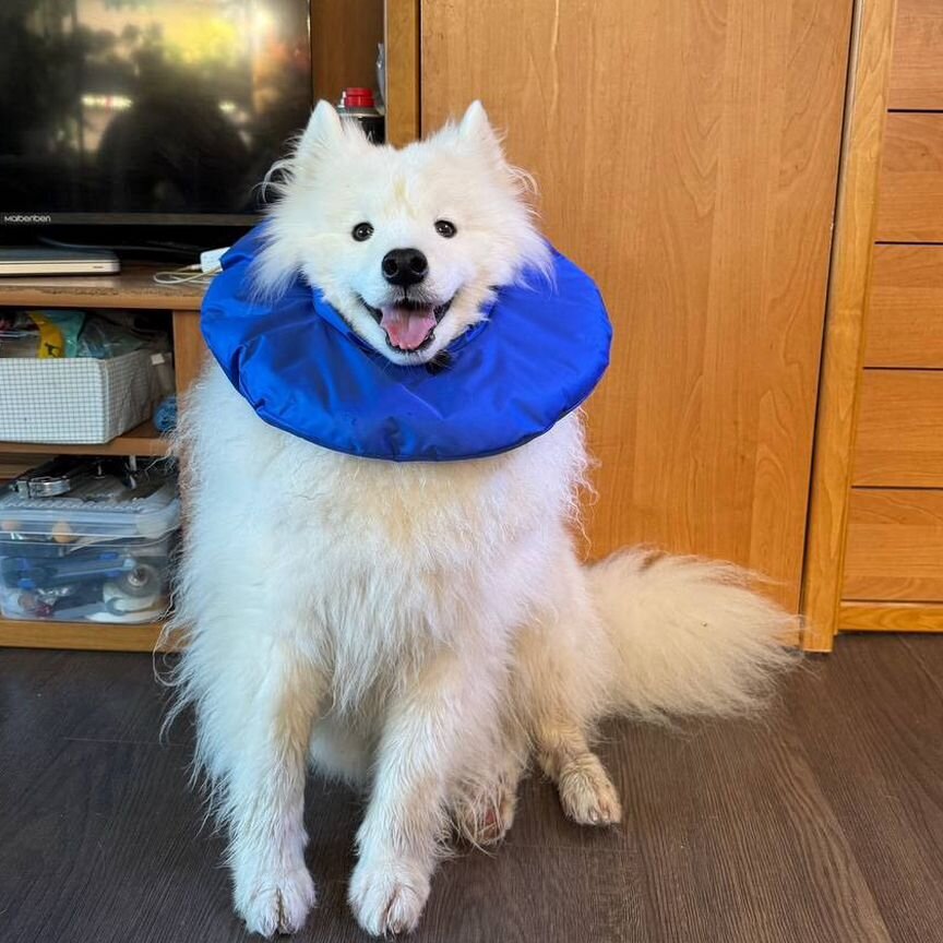 Воротник для собак мягкий