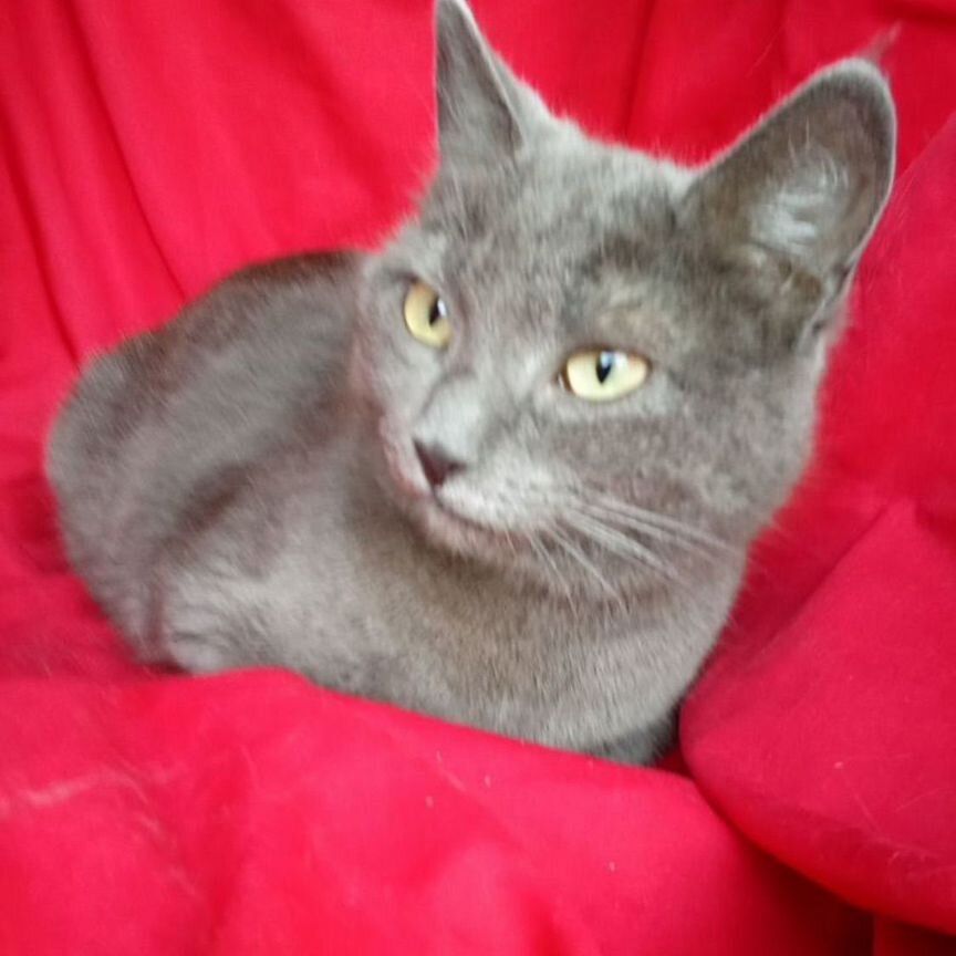 Котик в добрые руки