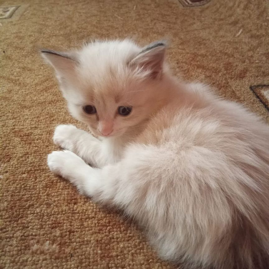 Котята смесь сиамской кошки и бобтейла